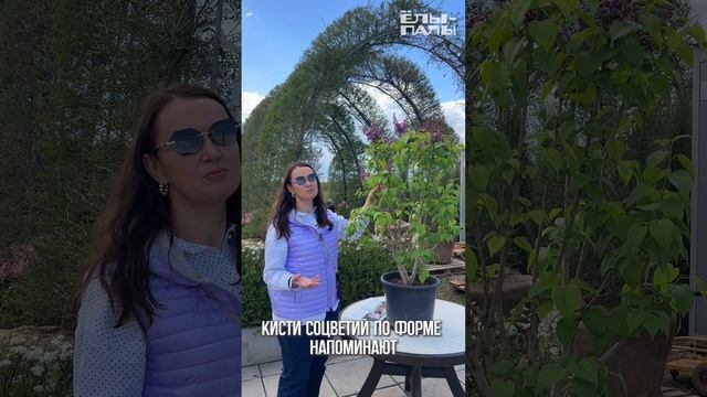 Сирень обыкновенная `Михайло Ломоносов`® РС обзор сорта в питомнике "ЁЛЫ-ПАЛЫ"