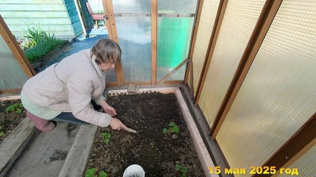 7 соток. Подкармливаю помидоры, клубнику. Хроника 15 мая 2025 год