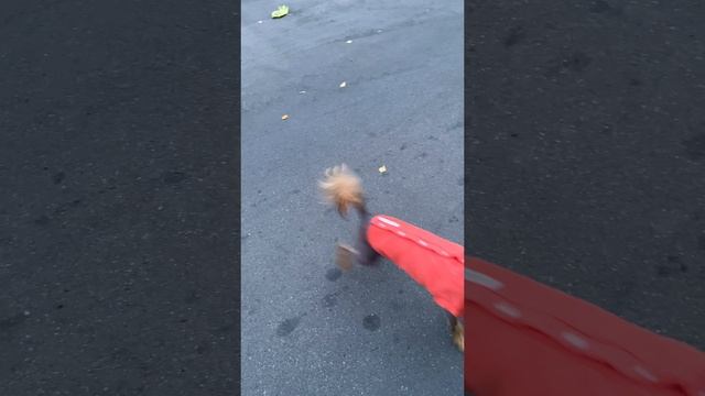 Осенняя прогулка китайских хохлатых, мама и сын.