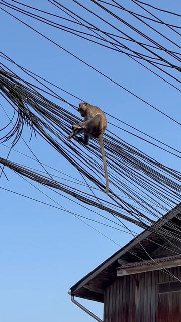 Хуахин - город обезьян. Таиланд. #shorts