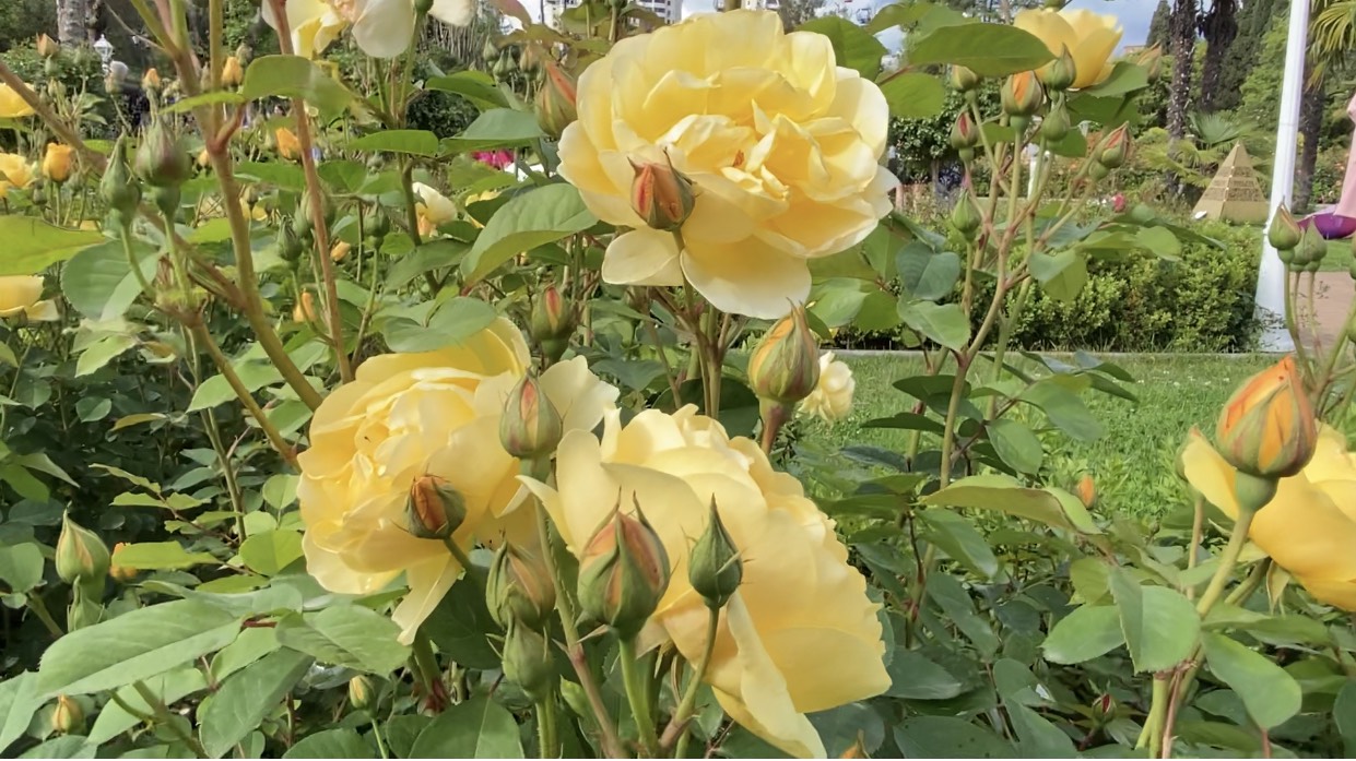 Первые Розы в Сочи. Парк Ривьера-Розарий