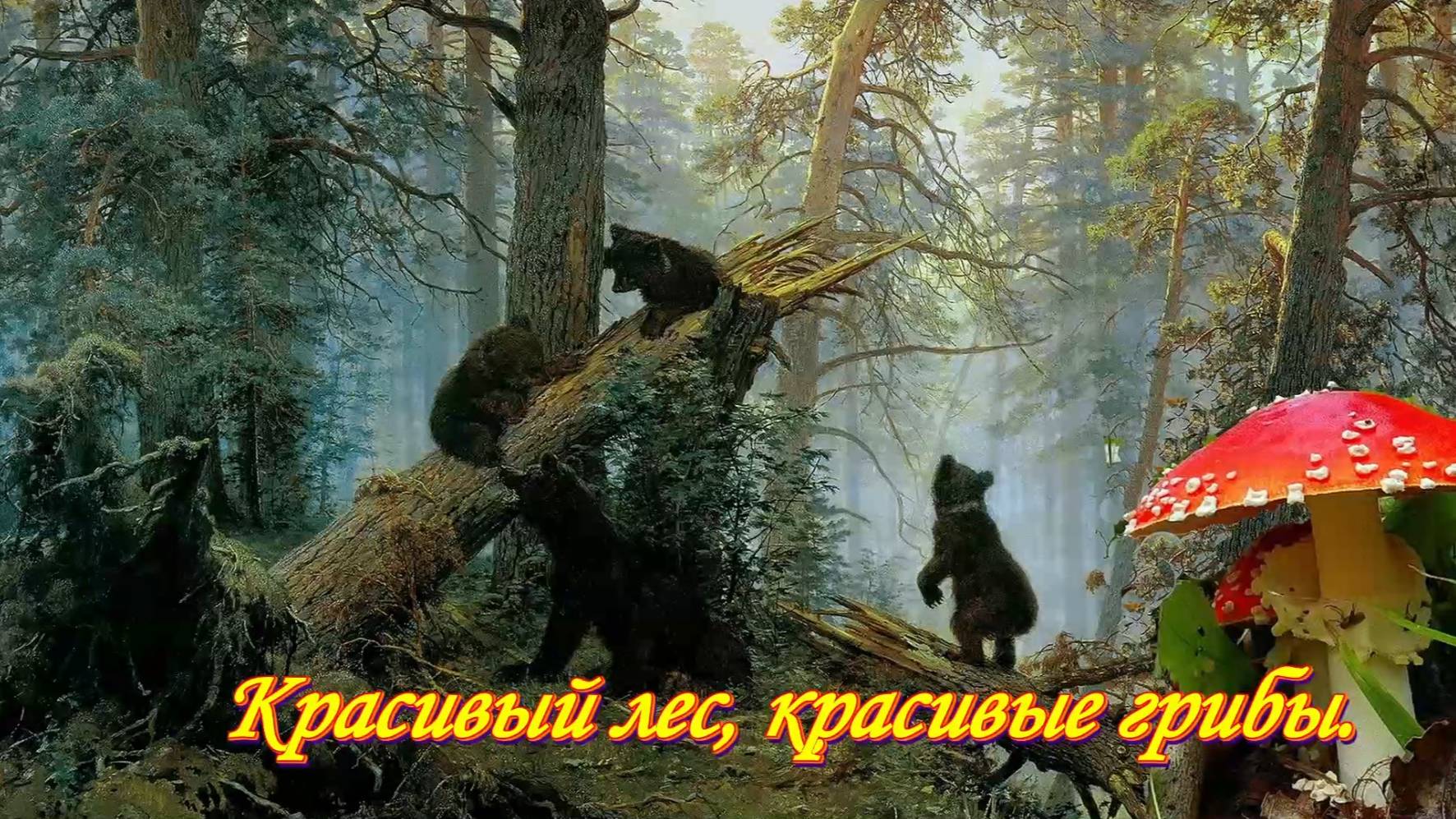 Красивый лес, красивые грибы