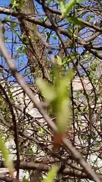 💥ПРИКОЛЬНАЯ БЕЛОЧКА💥 #shorts #nature #funny #белочка #весна