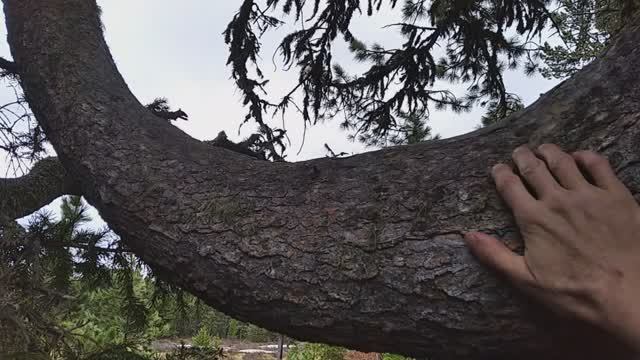 🌳✨ Мощный Кедровый Ветровал на Семинском перевале! Горный Алтай. 
Природа дров наломала!)