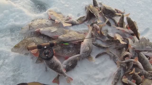 КРУПНЫЙ ОКУНЬ НА БАЛАНСИР. ПОБЕЖАЛ КУДА ПОКАЗАЛ ПАРЕНЬ. НОЧЕВКА В БАЛАГАНЕ С ПЕЧЬЮ