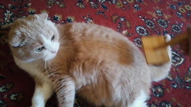 Томасу не нравятся почесушки