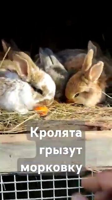 кролята и морковка