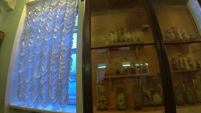 🌉 Санкт-Петербург/ Музей Кунсткамера/ Стрелка Васильевского острова/ день 4