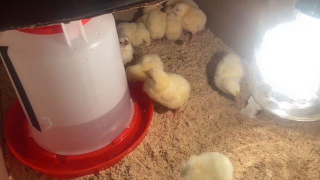 Бройлерных цыплят купили 15 мая