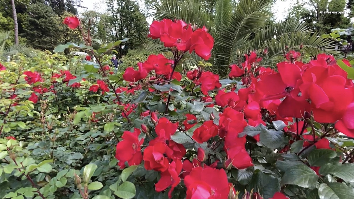 Розарий Сочи. Первое цветение роз. Роза Робуста.