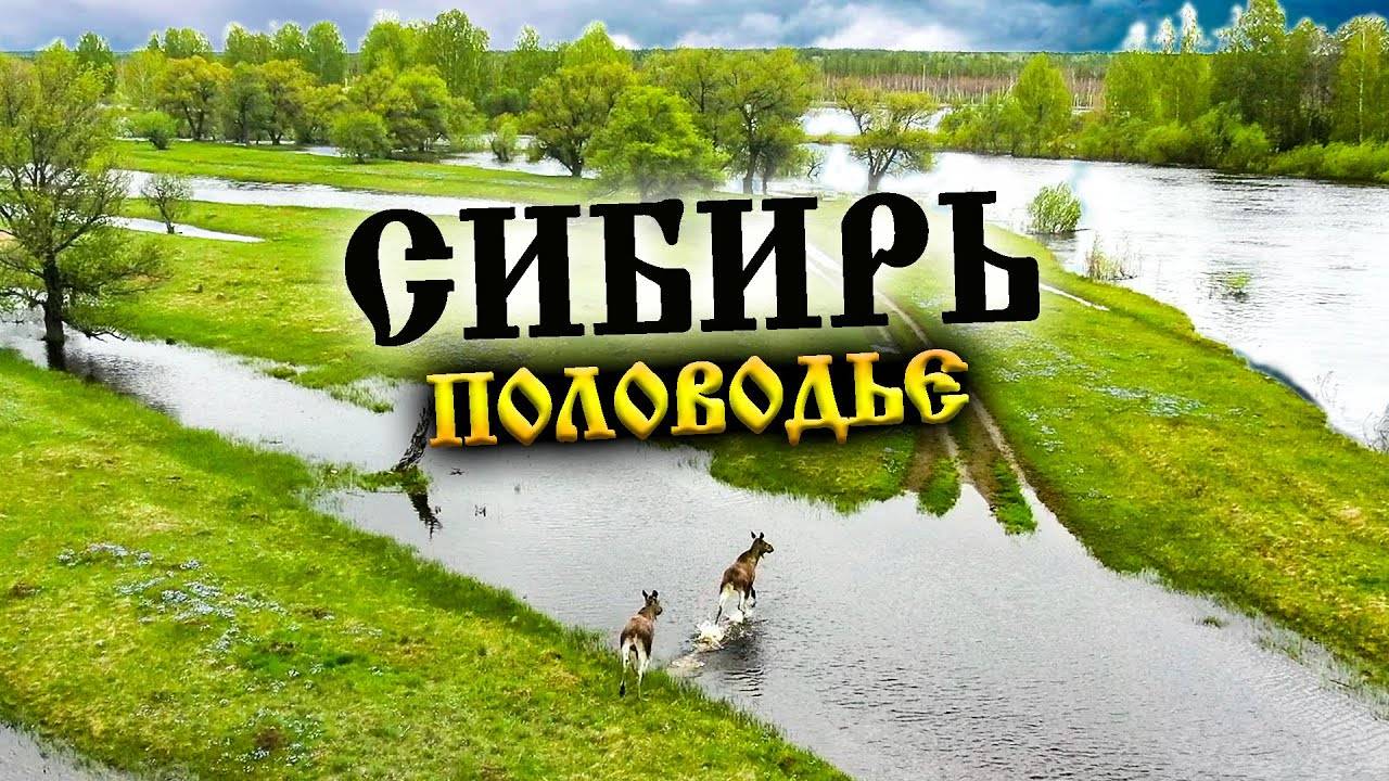 426. Лоси переплывают реку. Пик половодья. Безумная красота  Сибири.  Деревня Окунево Омская область