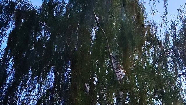 Птичий ансамбль