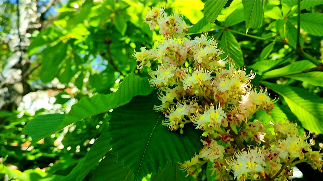 Каштановый цвет