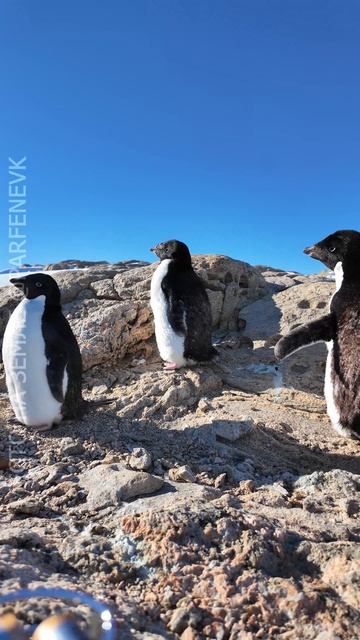 А как бы звучал наш мир если бы на планете были только пингвины? Звук из Антарктиды!