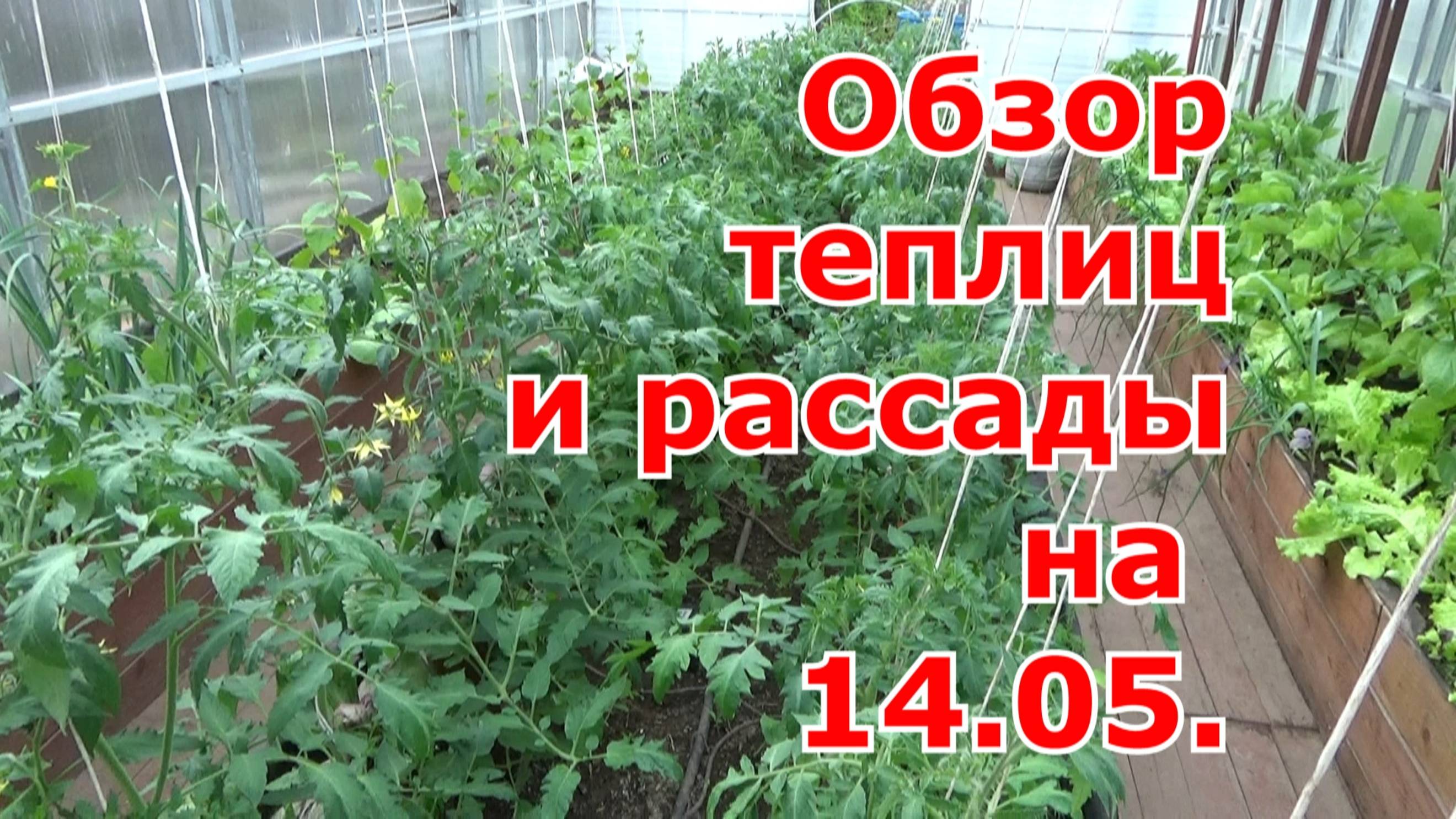 Обзор моих теплиц и рассады на 14.05. Что уже высажено, а что ждет высадки в открытый грунт.