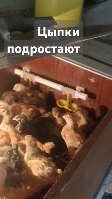 цыплята растут