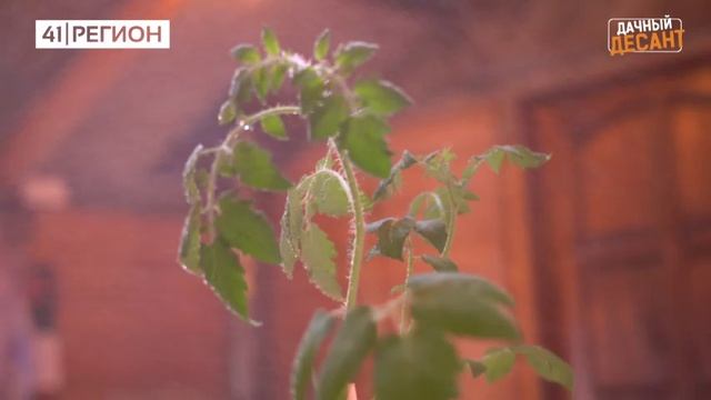 •ДАЧНЫЙ ДЕСАНТ• №4/25