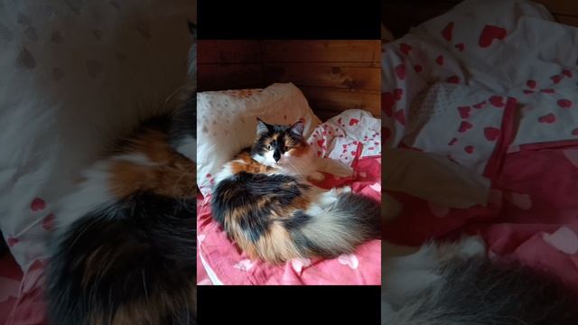 Майские в Кондопоге 🫶