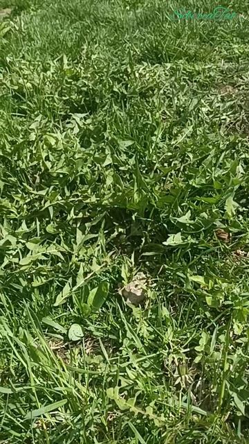 ИЗБАВЛЯЮСЬ ОТ ОДУВАНЧИКОВ НАРОДНЫМ СРЕДСТВОМ