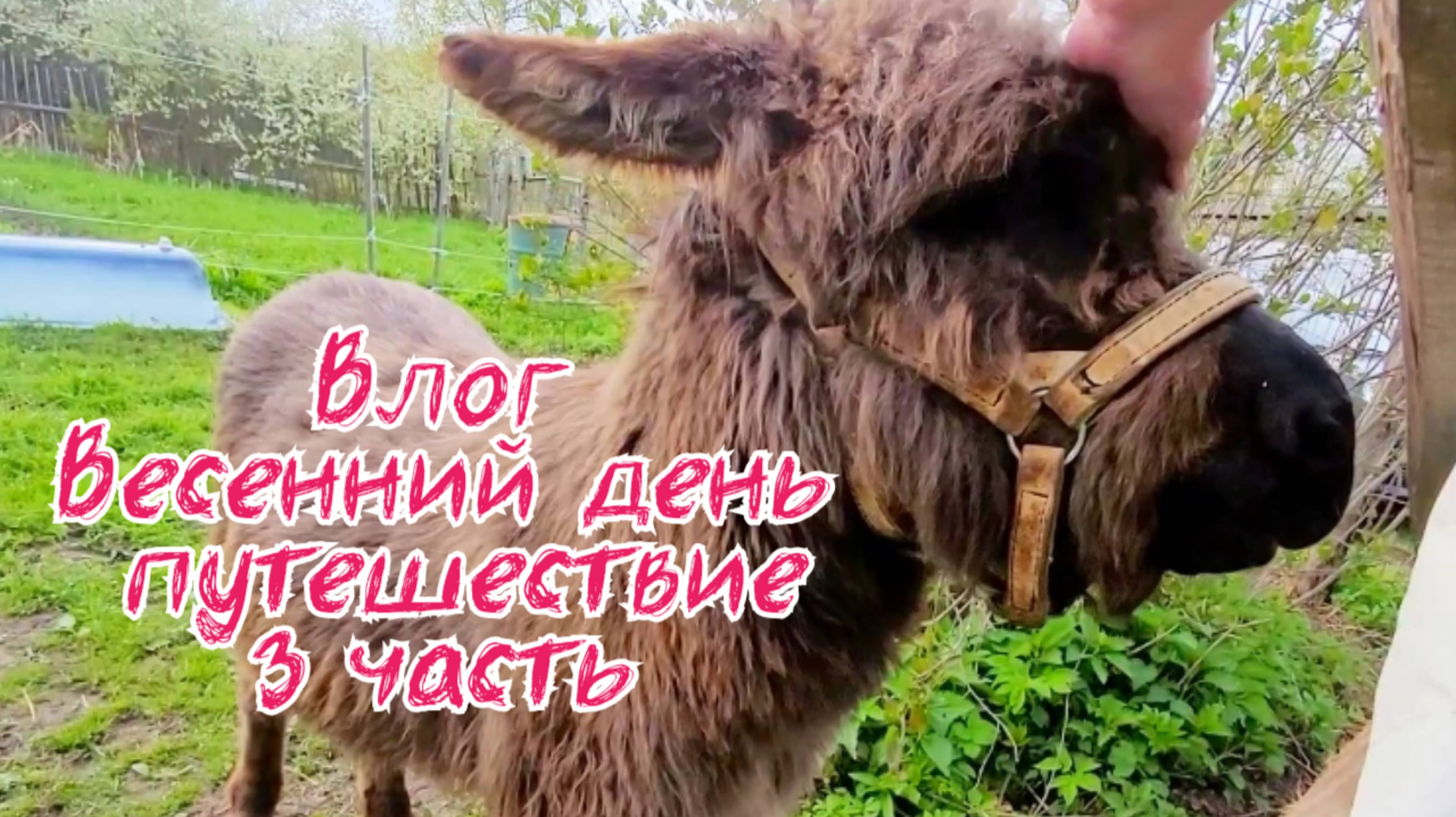 Ферма Мечты: Где Живут Лошади и Ослик Перчик
Влог 3 часть весенний день