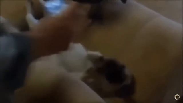 смешные животные часть 3