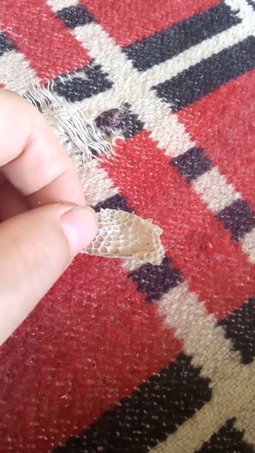 Шкурка инопланетянина