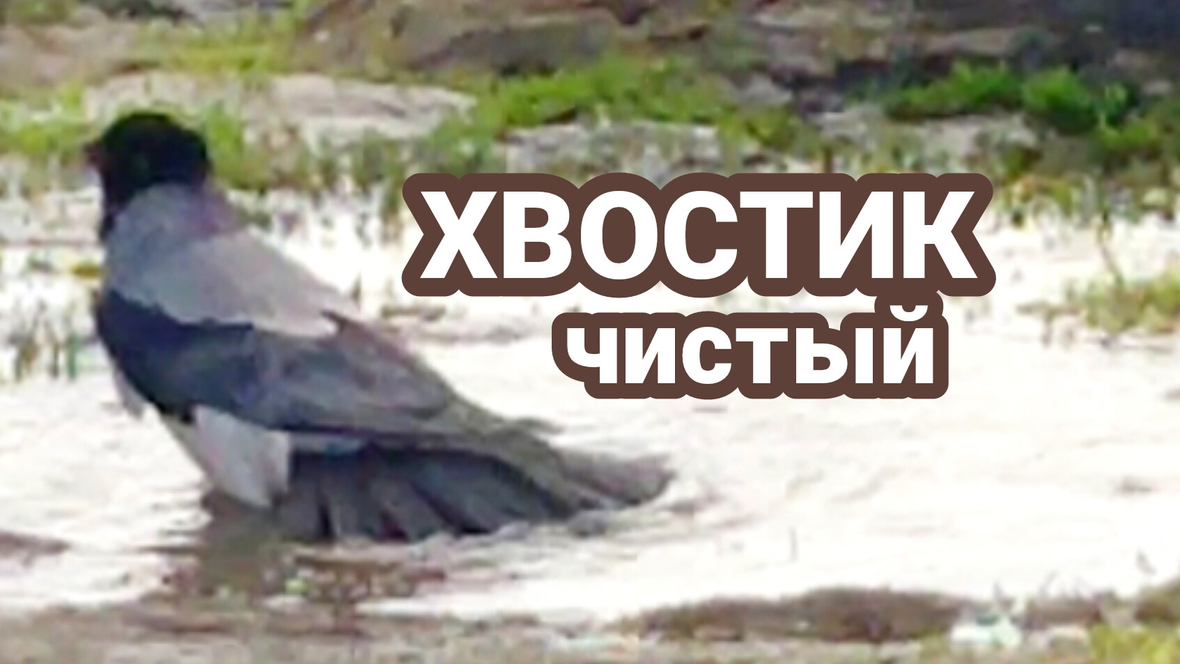 Купание в луже.Забота о птенцах.