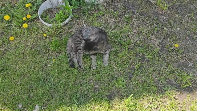 !первый выход Кота СЯМЫ на улицу после операции и реабилитации в домашних условиях..