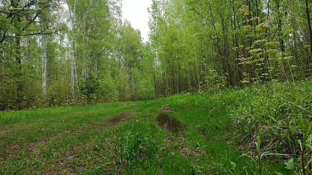 Релакс | Лесная дорога