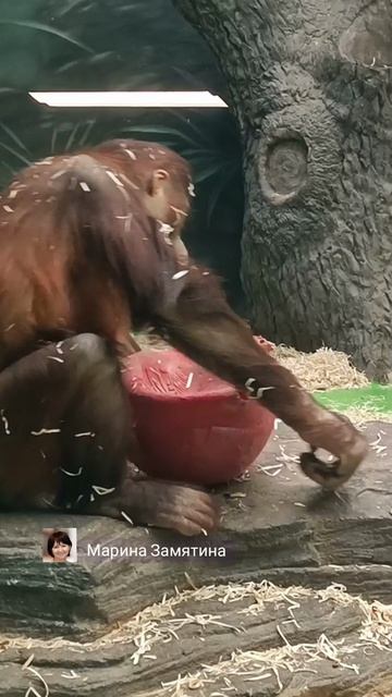 Мячик или горшок?