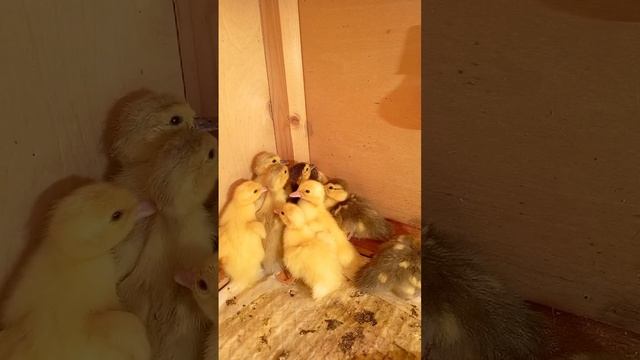 Первое потомство мускусных утят  в этом году на нашем подворье