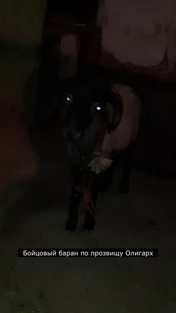 Мой сосед по отелю был не прост...