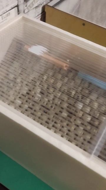 Инкубация перепелиных яиц