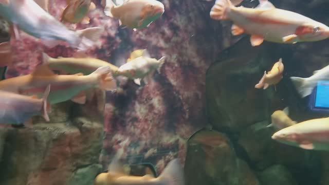 Океанариум в РИО