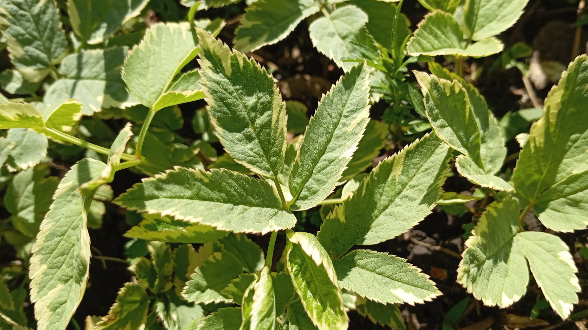 Для здоровья! Витаминный салат! Сныть обыкновенная!🌿🌿🌿