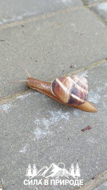 Видео улитка