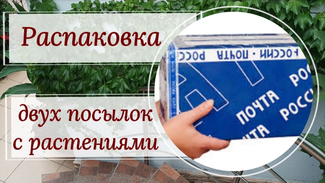 Распаковка двух посылок с растениями.