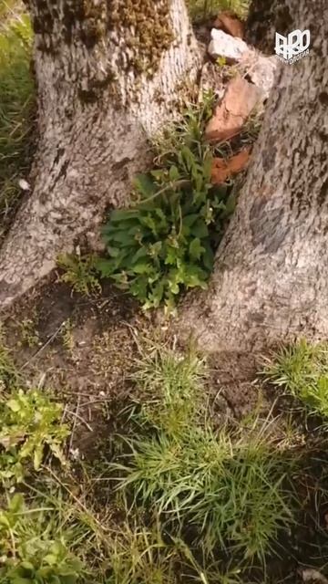 Часть 1. Древо жизни. Значение. #древожизни