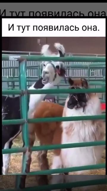 И тут появилась она (юмор).