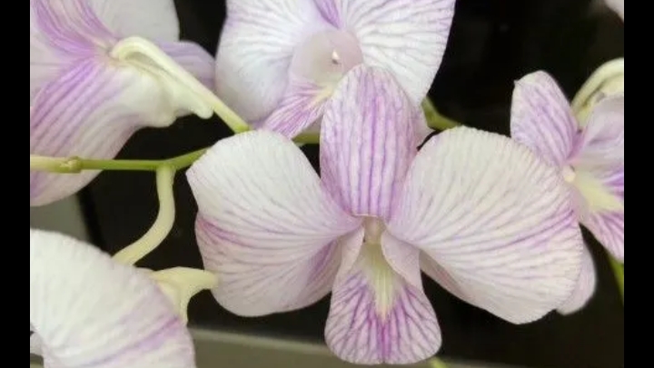 П-12. Ч-2. Посадка дендробиума с кокос. пенька  без корней из Новосибирска . Посылка 12.Часть - 2.