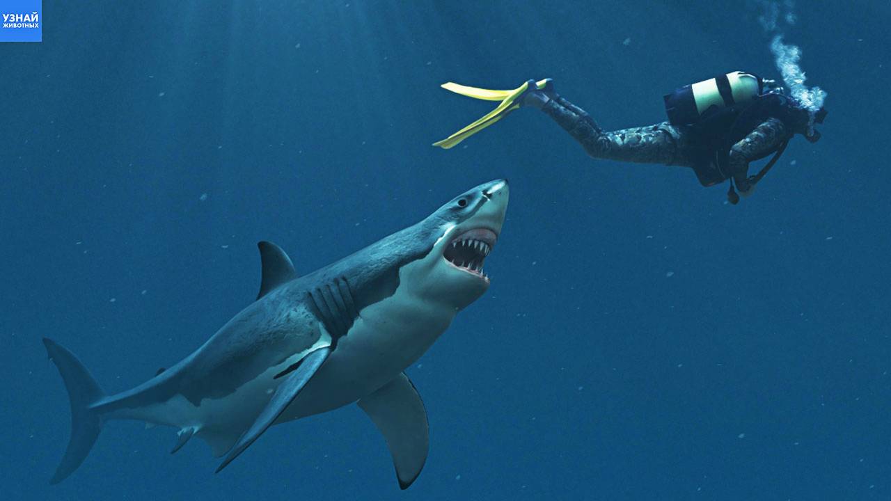 Акула напала на Человека – Большая Белая, Тигровая и Бычья Акула!