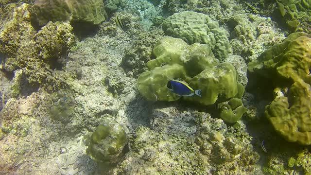 Рыбы Андаманского моря - Белогрудый хирург (Acanthurus leucosternon).