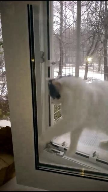 Котик Тундра очень любознательный