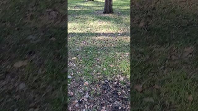 Бардак в Сосновом бору в Дмитрове