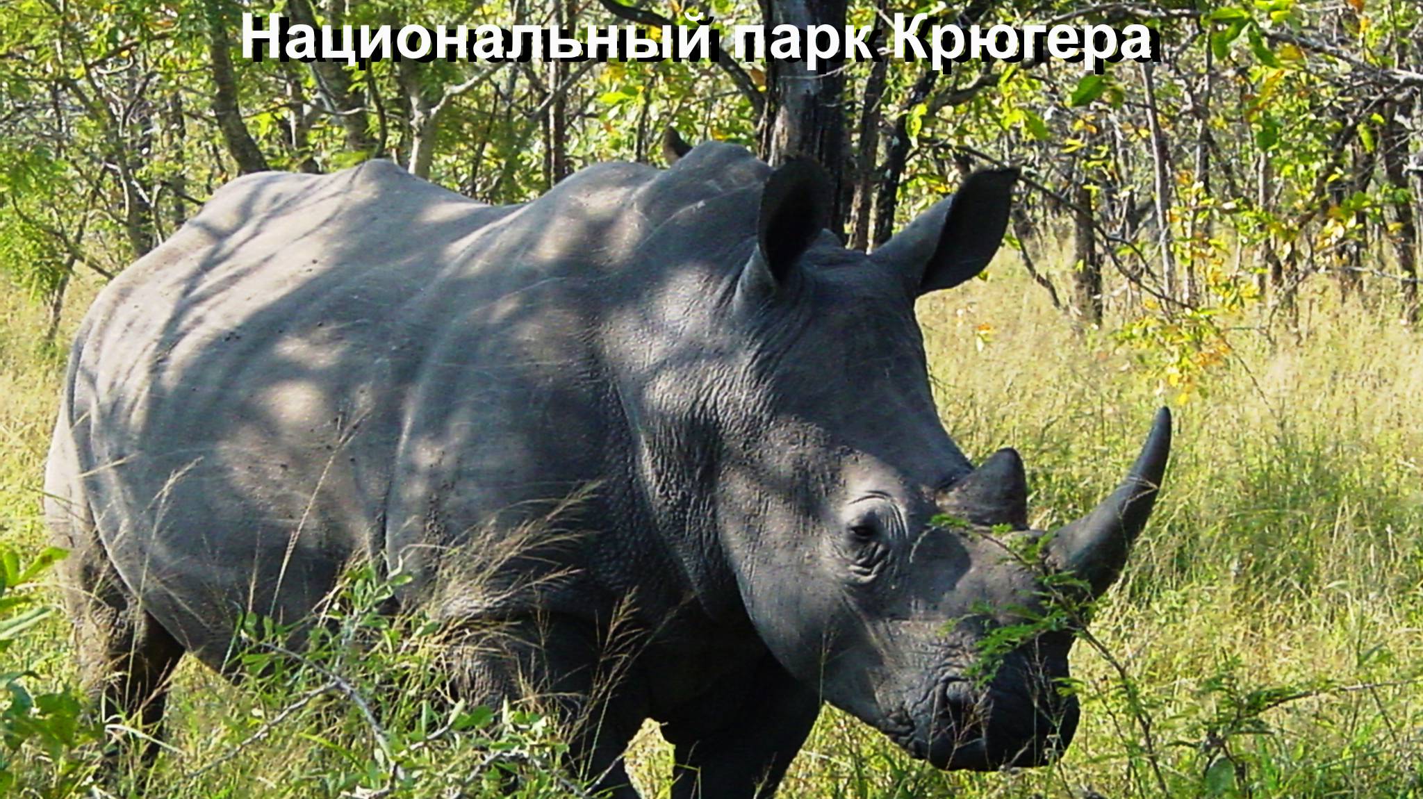 НАЦИОНАЛЬНЫЙ ПАРК КРЮГЕРА