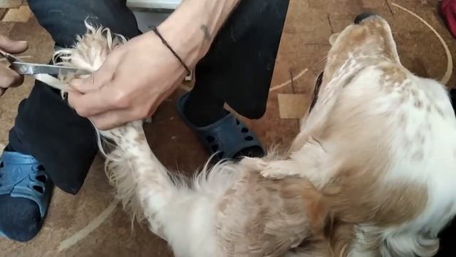 СТРИЖКА НАШЕГО ЗЕВСА