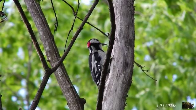 Дятел в роще. 4.05.2025г.