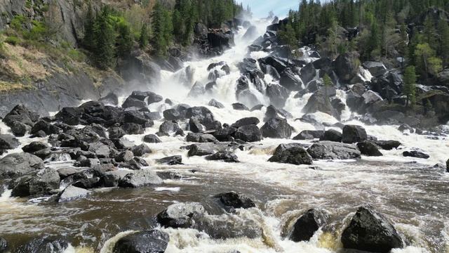 Горный Алтай. Цветение маральника. Ч.4
