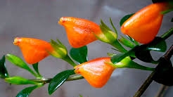 Гипоцирта Глабра (Нематантус или Золотая рыбка)