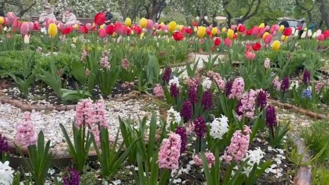 ТЮЛЬПАНОВЫЙ РАЙ #релакс #аесна2025 #москвамайская